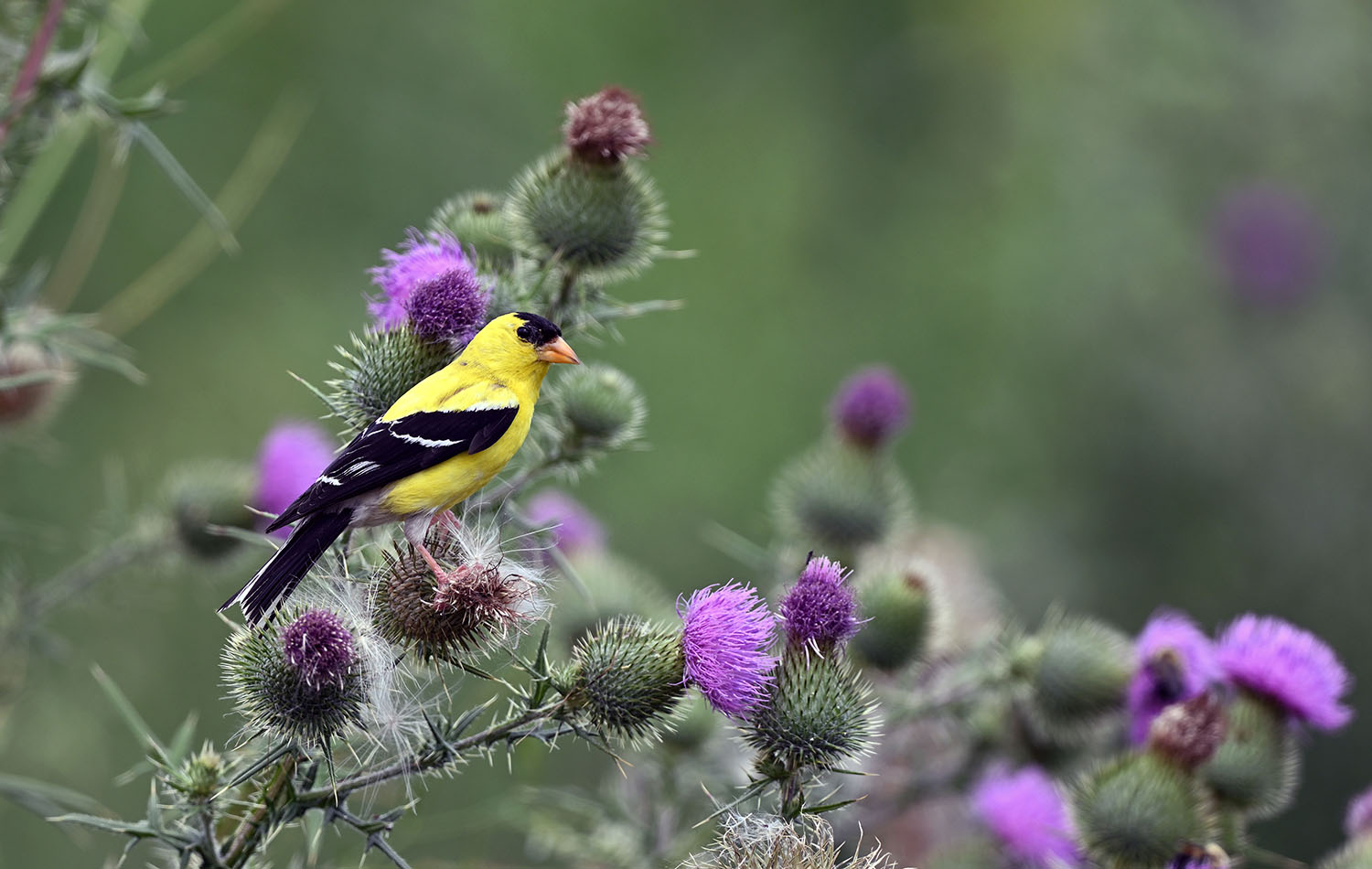 Art of the Week: One Wild and Precious Life - Rediscovering Wonder in ...