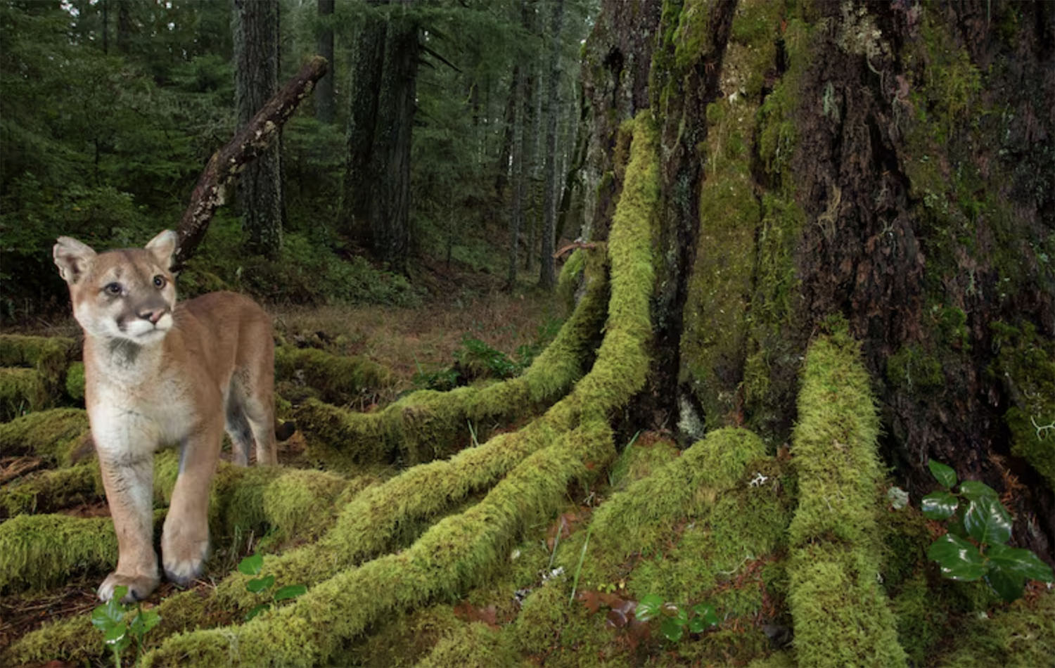 Take Action: Our Forests Need Your Help – Defend Them from Trump’s ...